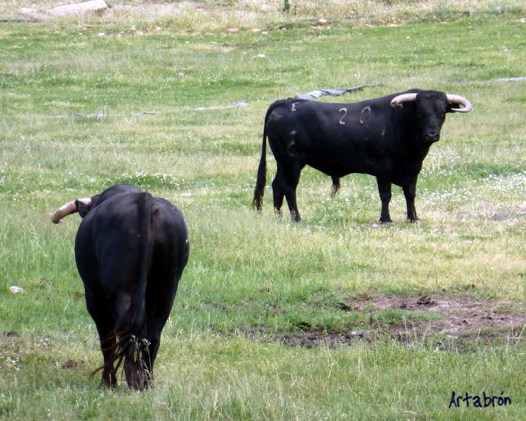 ARTABRÓN: ETAPA 9: EMBALSE DE ALCÁNTARA - GALISTEO