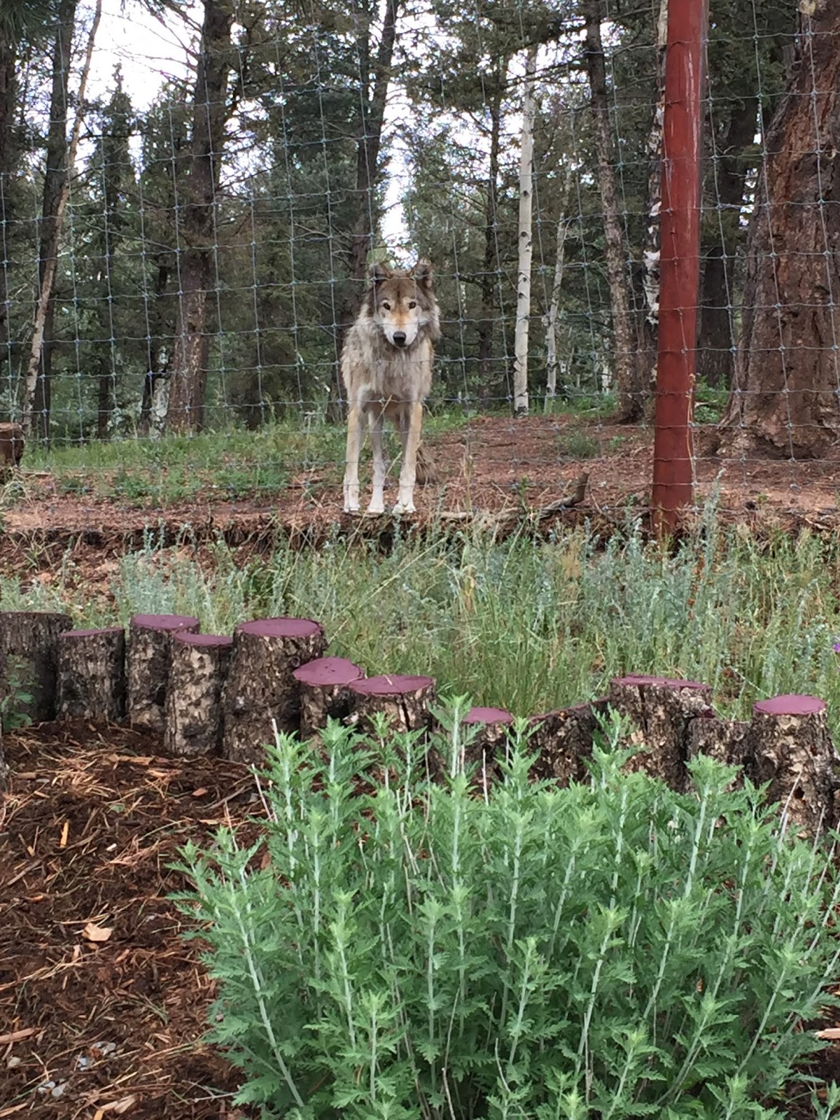 Coyote Rollers Blog: Colorado Wolf & Wildlife Center