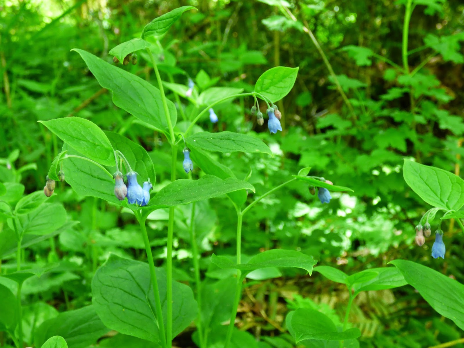 Wildflowers: Spring Woodland Wildflowers, Part 2