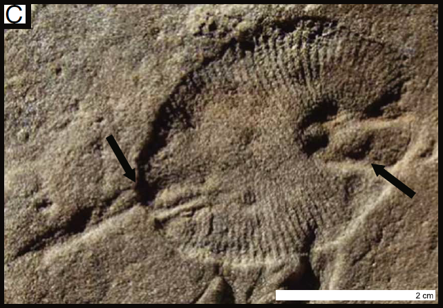 Sciency Thoughts: Reconstructing the Ediacaran Nilpena ecosystem.