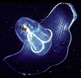 Invertebrate Diversity: THE SEA BUTTERFLY