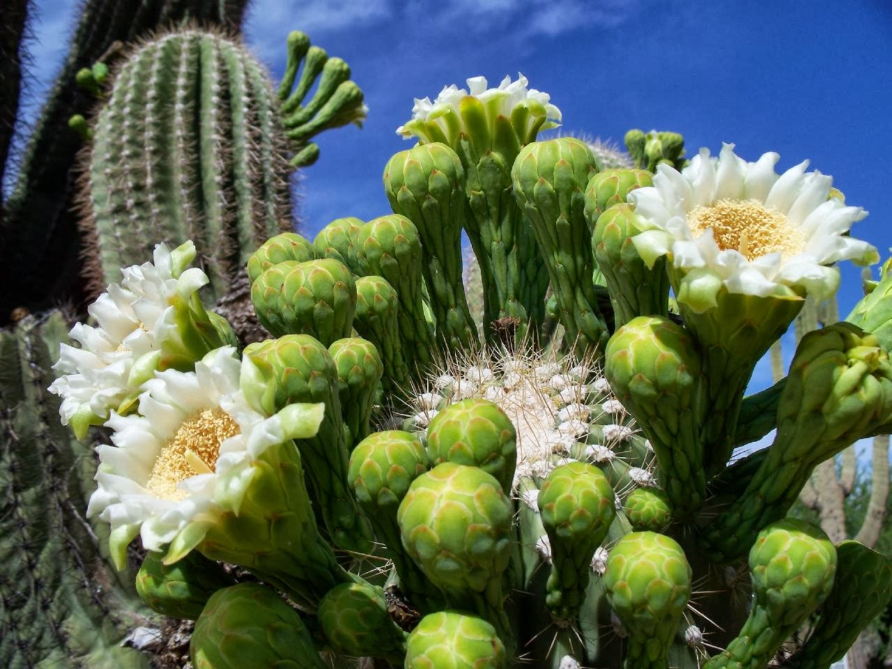 Cactus, Poze cactus, Tipuri de cactus, Gradini cu cactusi