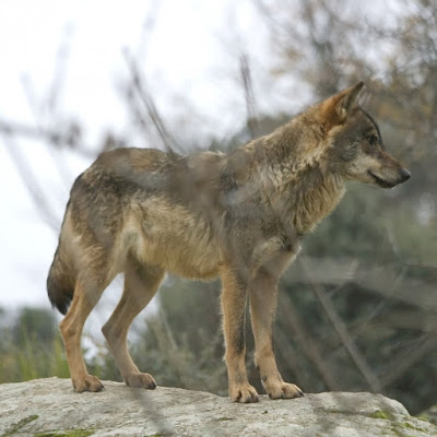 LOBO IBÉRICO, UM VELHO AMIGO... DESPREZADO! - O Último Reduto - "Nasci ...