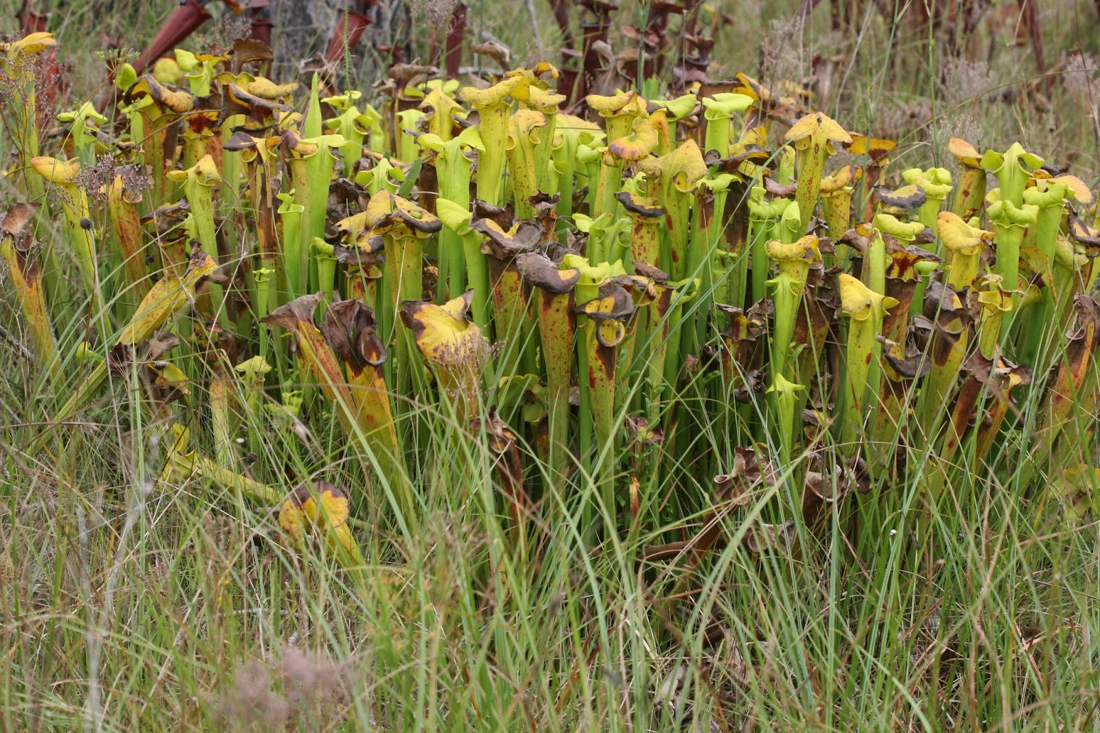 Native Florida Wildflowers: Yellow/Trumpet-leaved Pitcher Plant ...