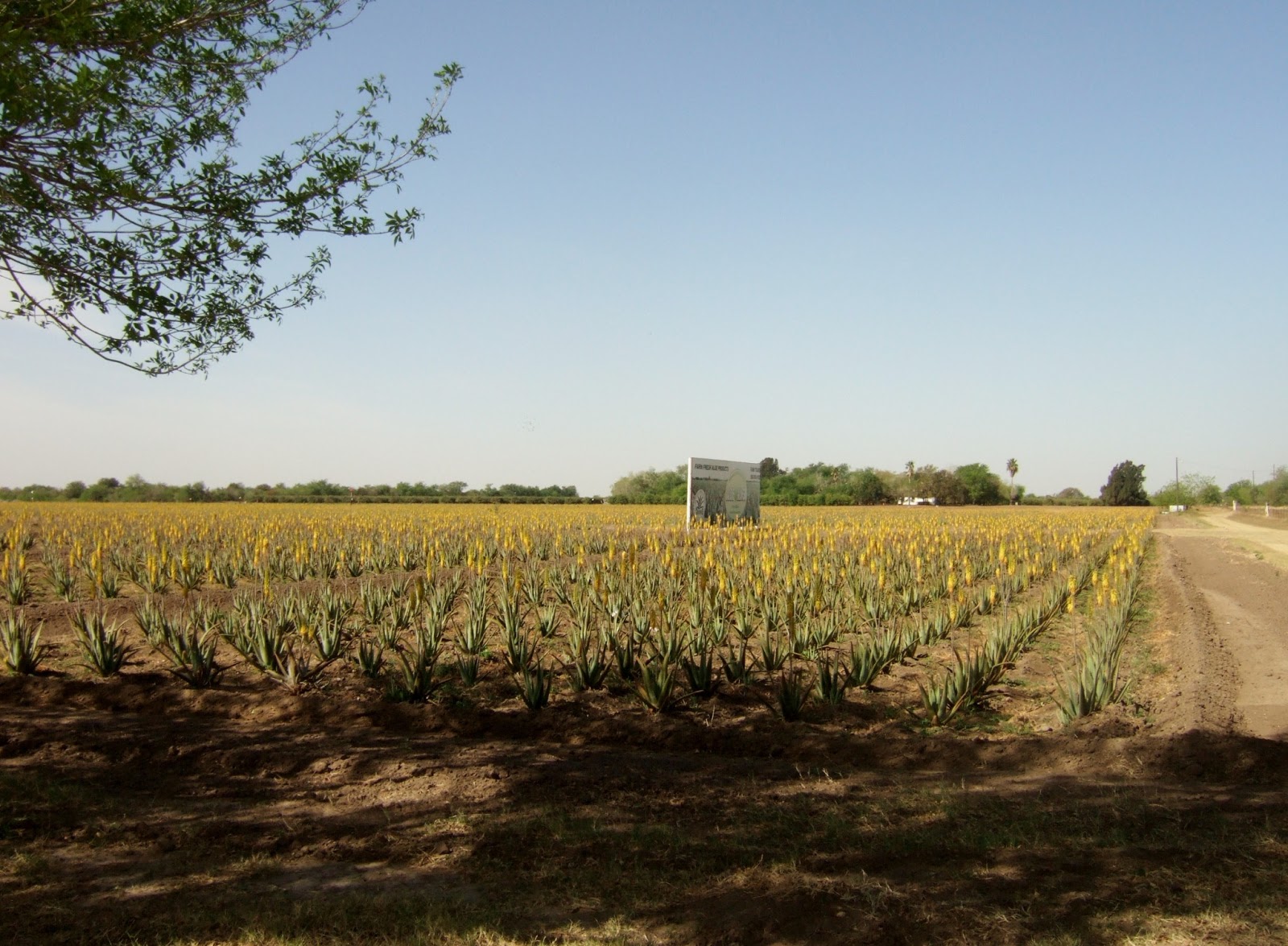 Brenda's Adventures: Aloe Vera Farm & Mexico