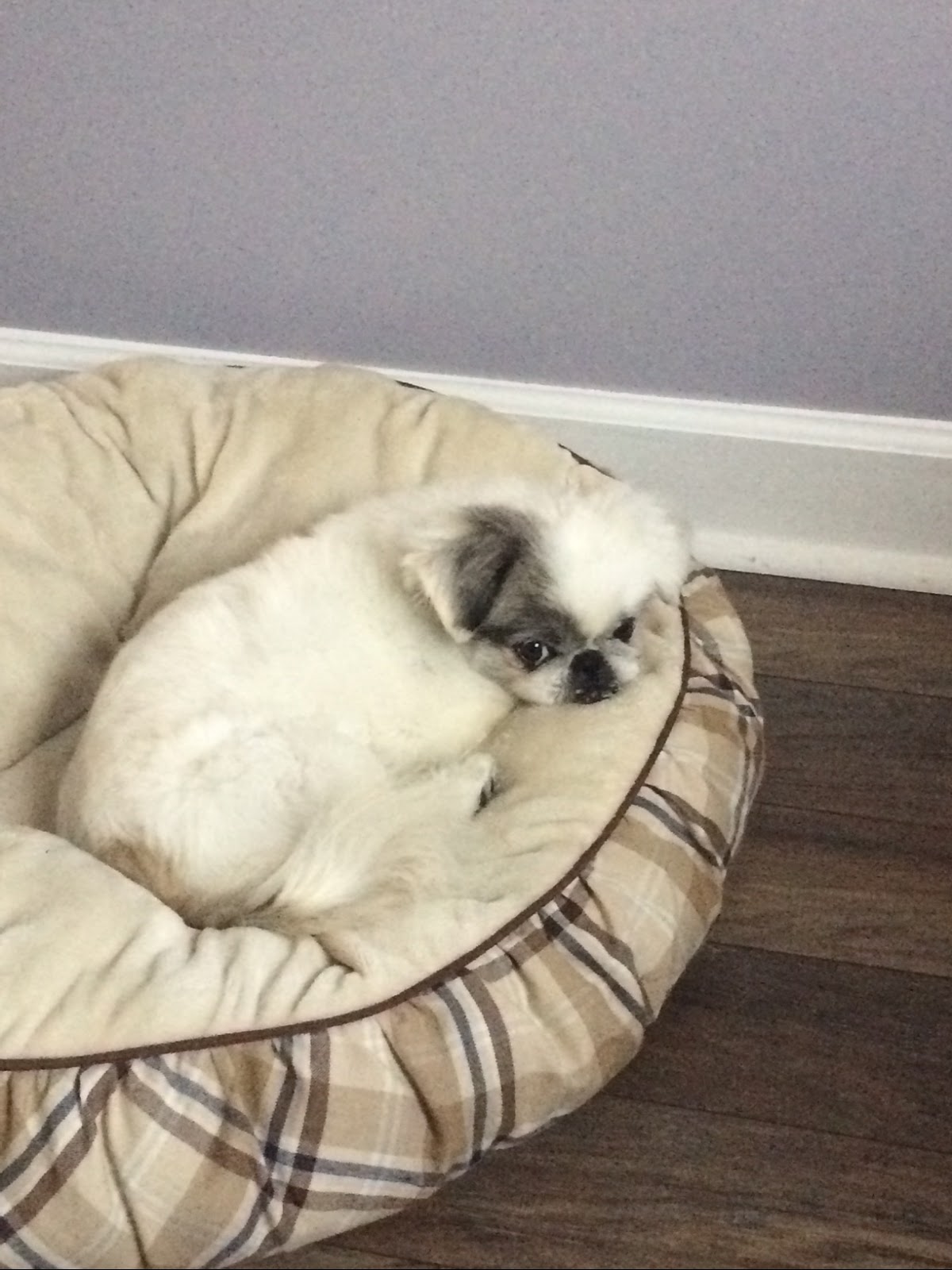 Must Love Pekes: FAREWELL HARLEY MARIE