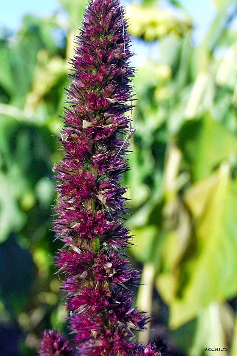 Amaranthus Hybridus