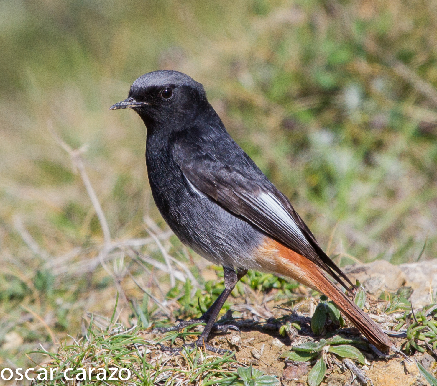 AVESANTURTZI: BUSCARLA Y COLIRROJO
