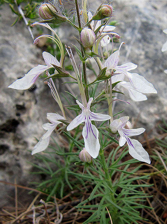 Sangrando en verde: El Castillo de Almansa: un cóctel de historia y ...