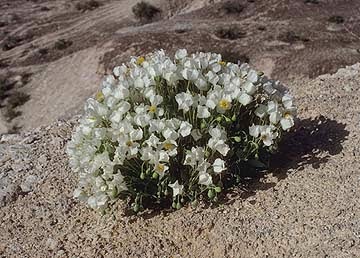 Utah and Its Native Plant Life: Dwarf Bear-poppy