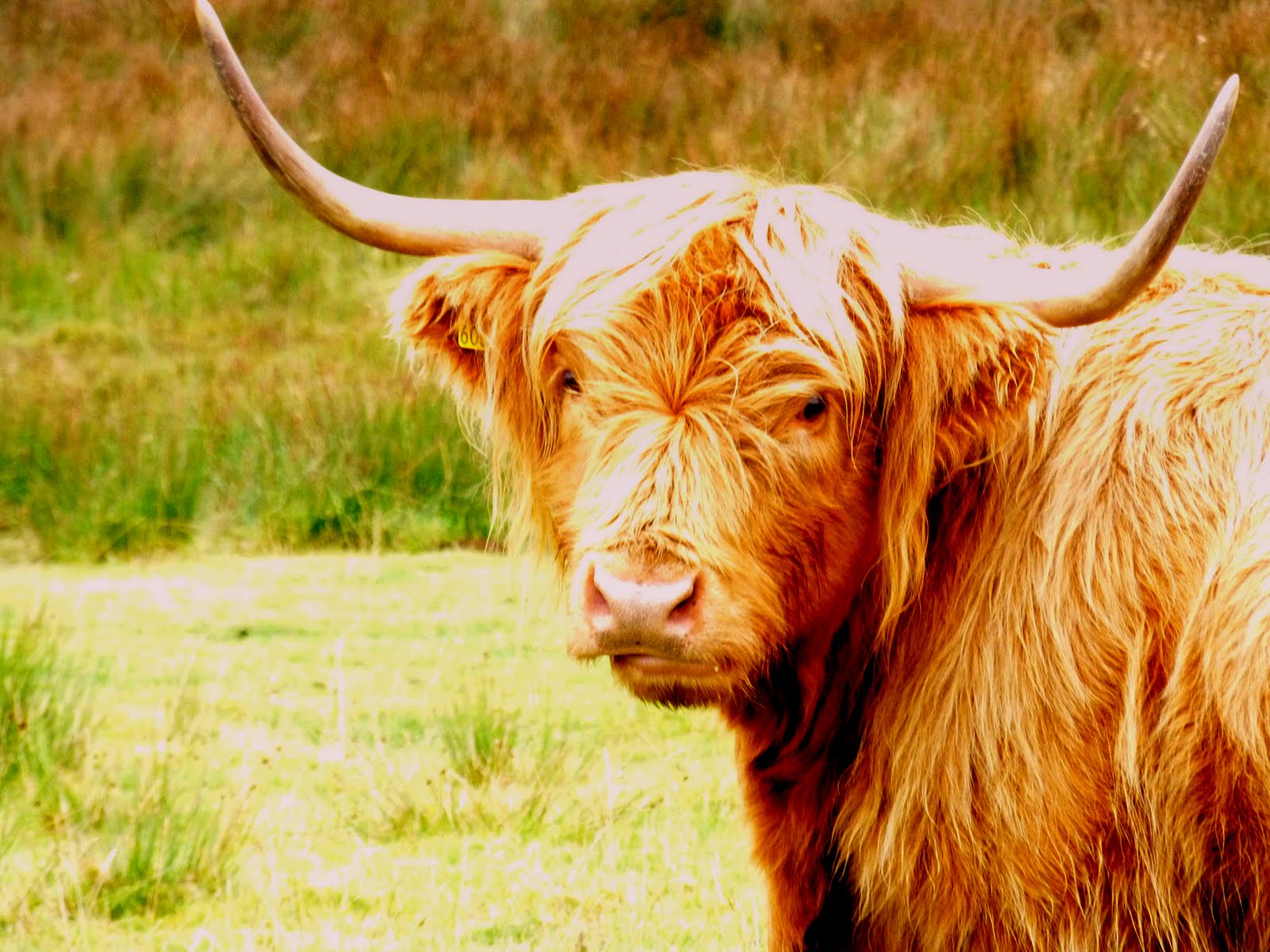 Waving from Holland: Scotland Highlands: Hairy Cows!