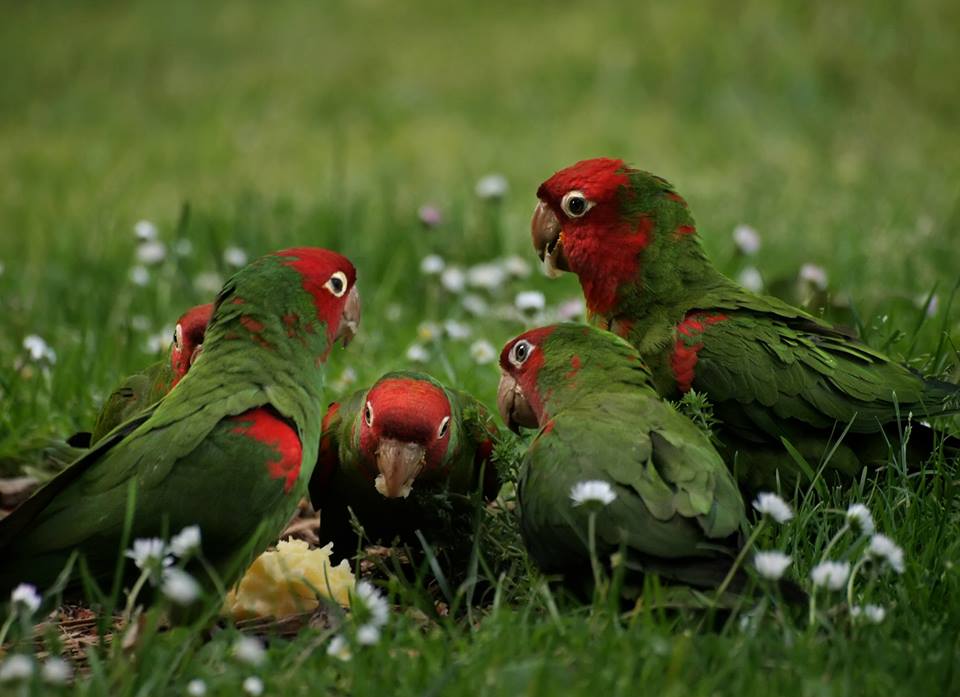 Viento de plumas: loro de cabeza roja (Aratinga erythrogenys)