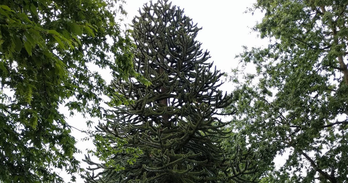 The Monkey Puzzle Tree Nut: 2 New Trees And A Sad Ending