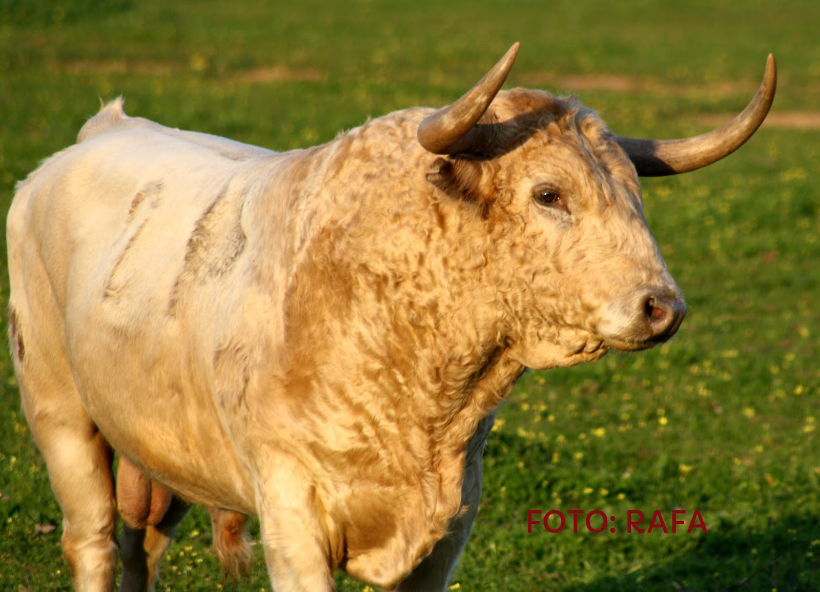 Toreo en Red Hondo: PINTAS DEL TORO DE LIDIA (4): EL TORO PERLINO
