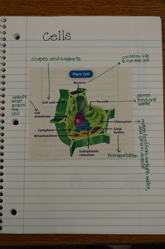 dandelions and dragonflies: Simply Science Interactives