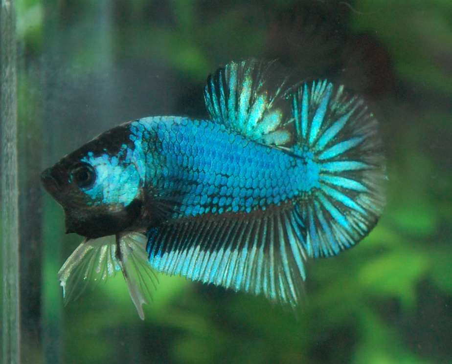 Betta Fish Afira: Betta HMPK JUN 2012 Fancy Line