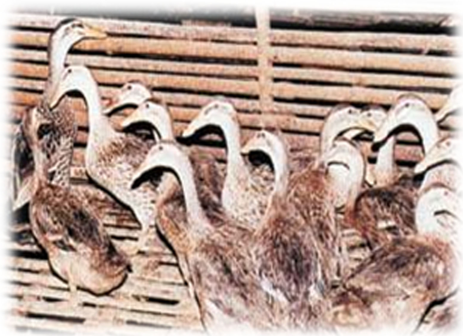 Jenis-Jenis Itik dan Bebek - Dunia Binatang