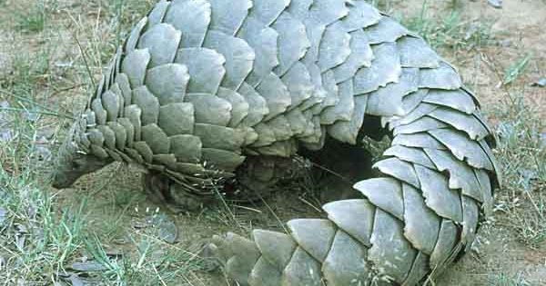 Zoo News Digest: Zoo News Digest 10th October 2017 (ZooNews 972)