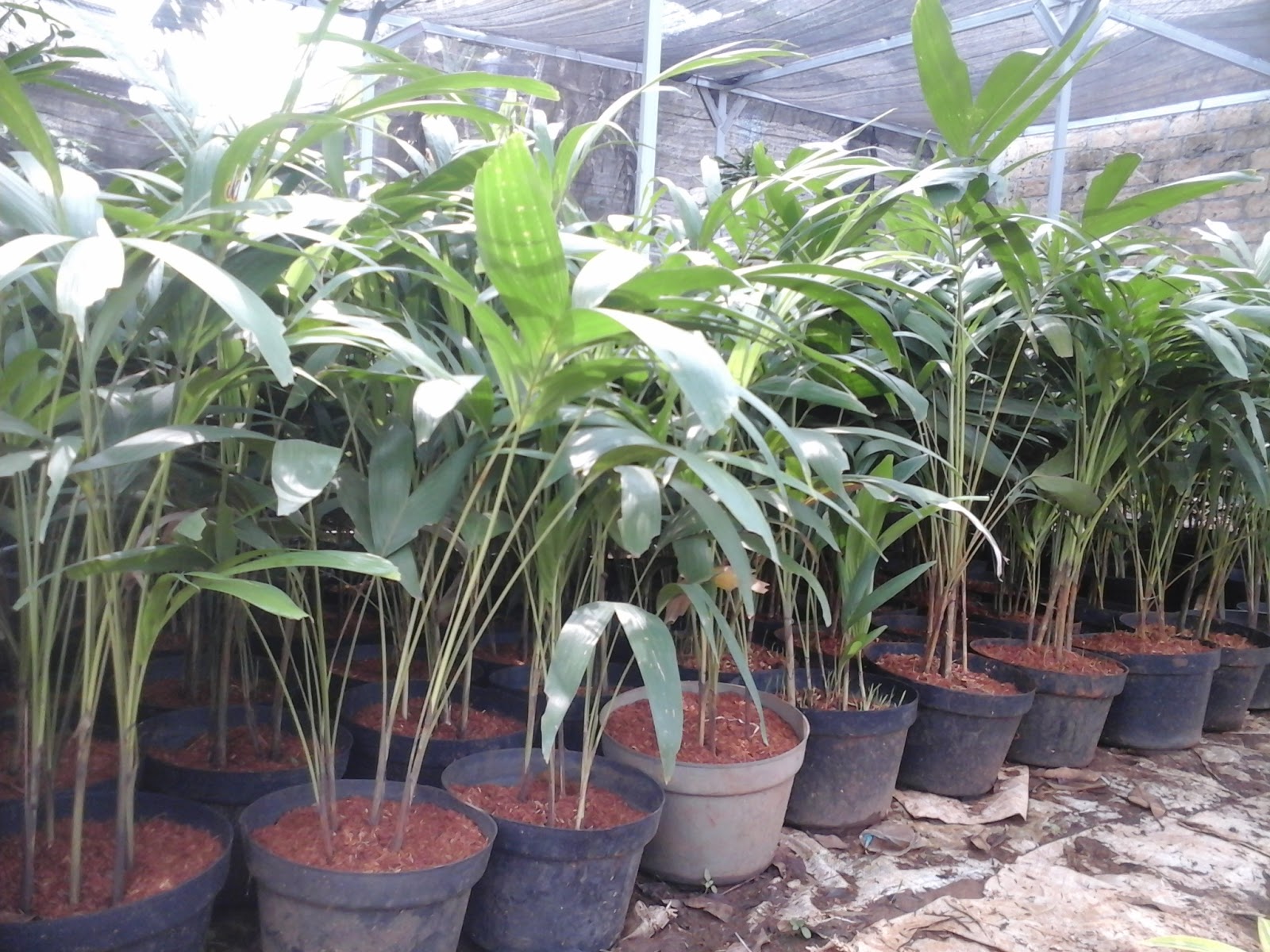 DAFTAR HARGA TANAMAN: Sewa Tanaman Palm Putri | Veitchia Merrilli.