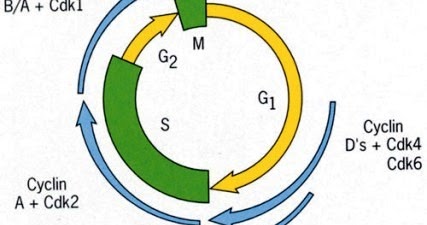 Regulation of the Cell cycle - CDKs and Cyclin ~ Biology Exams 4 U