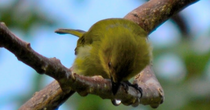 Birding Is Fun!: How to Eat a Katydid