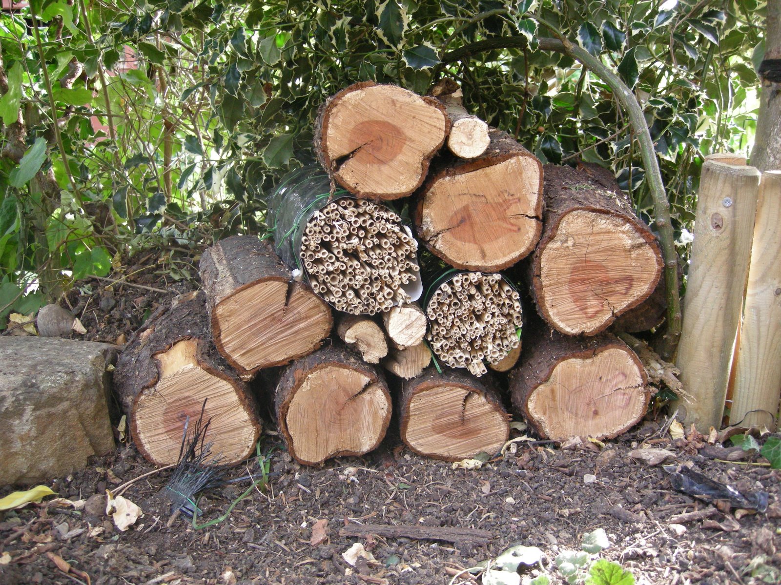 Border lines: Florence's garden