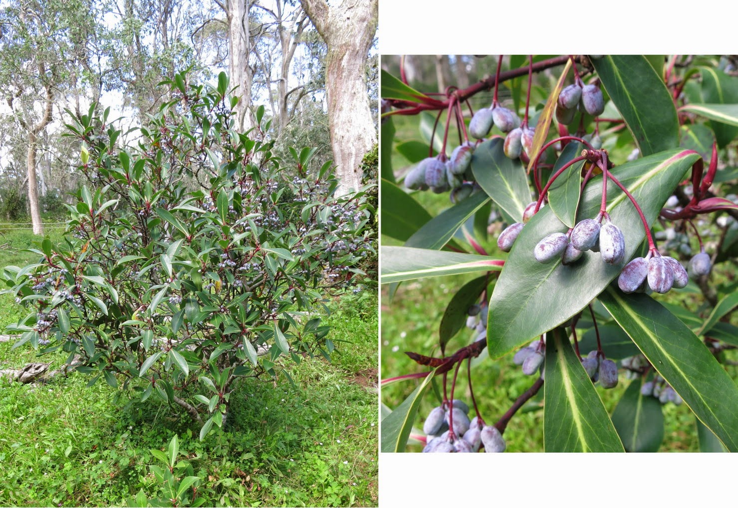 Mountains: Brumlow Top & Mt Polblue, NSW, Australia