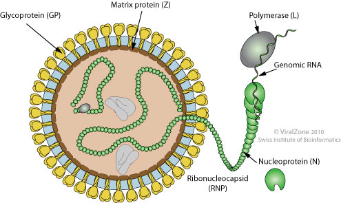 Infection Landscapes: American Hemorrhagic Fevers
