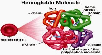 Dunia Abstrak: Laporan Besar Biokimia Gizi : Pemeriksaan Kadar Hemoglobin