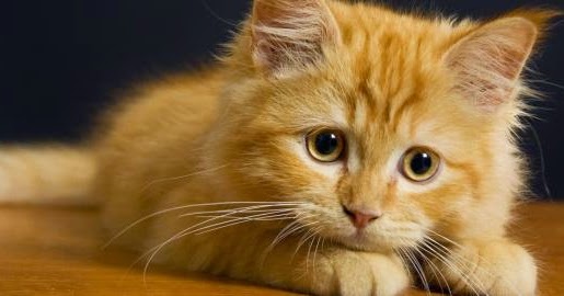 Kucing Paling Populer