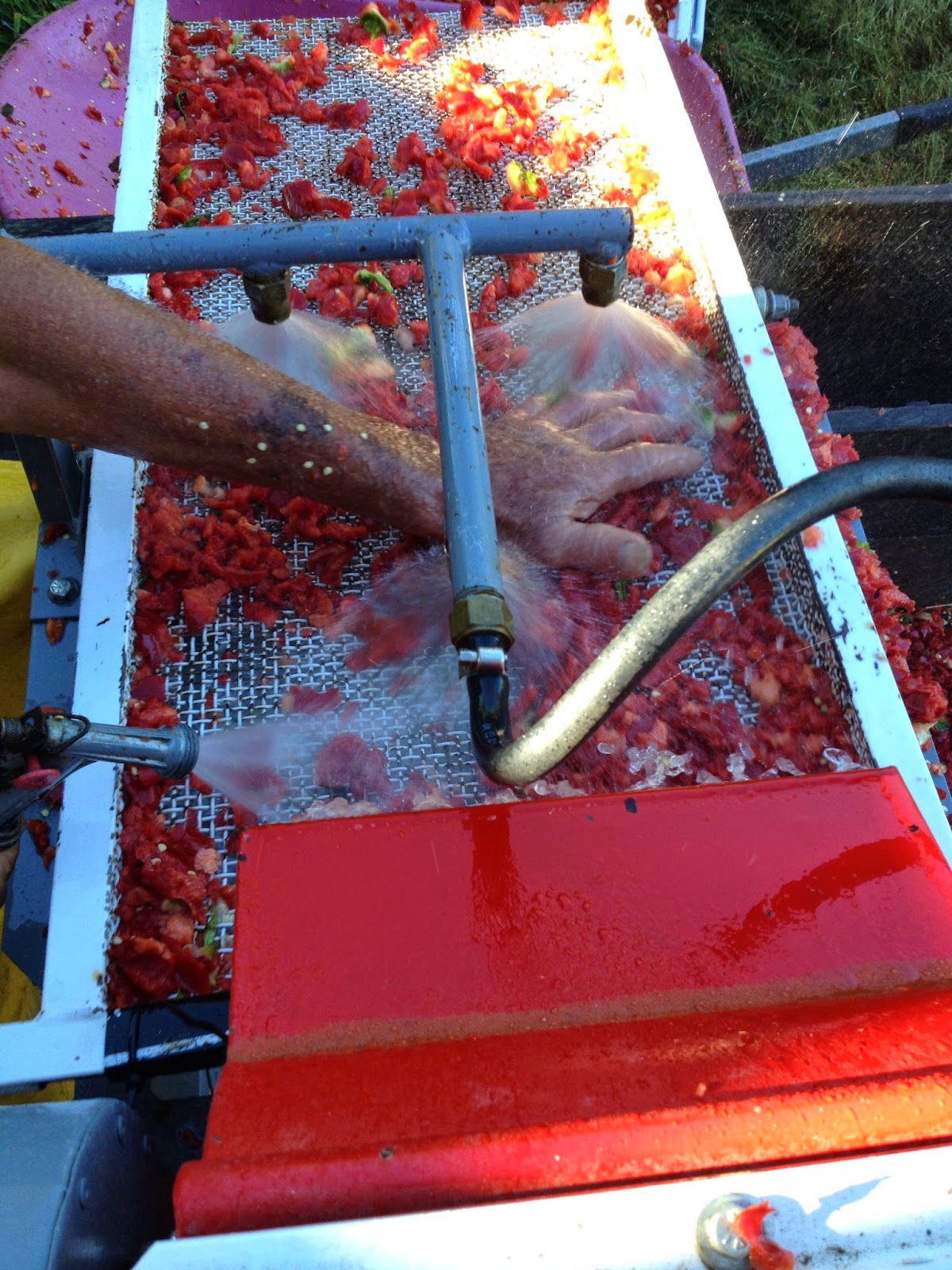 Seed Revolution Now!: Red Ruffled Pimiento