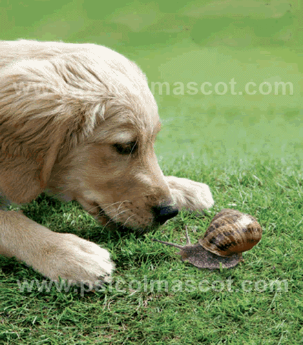 PSICOLMASCOT: Los caracoles ayudan a arrojar luz sobre el riesgo del ...