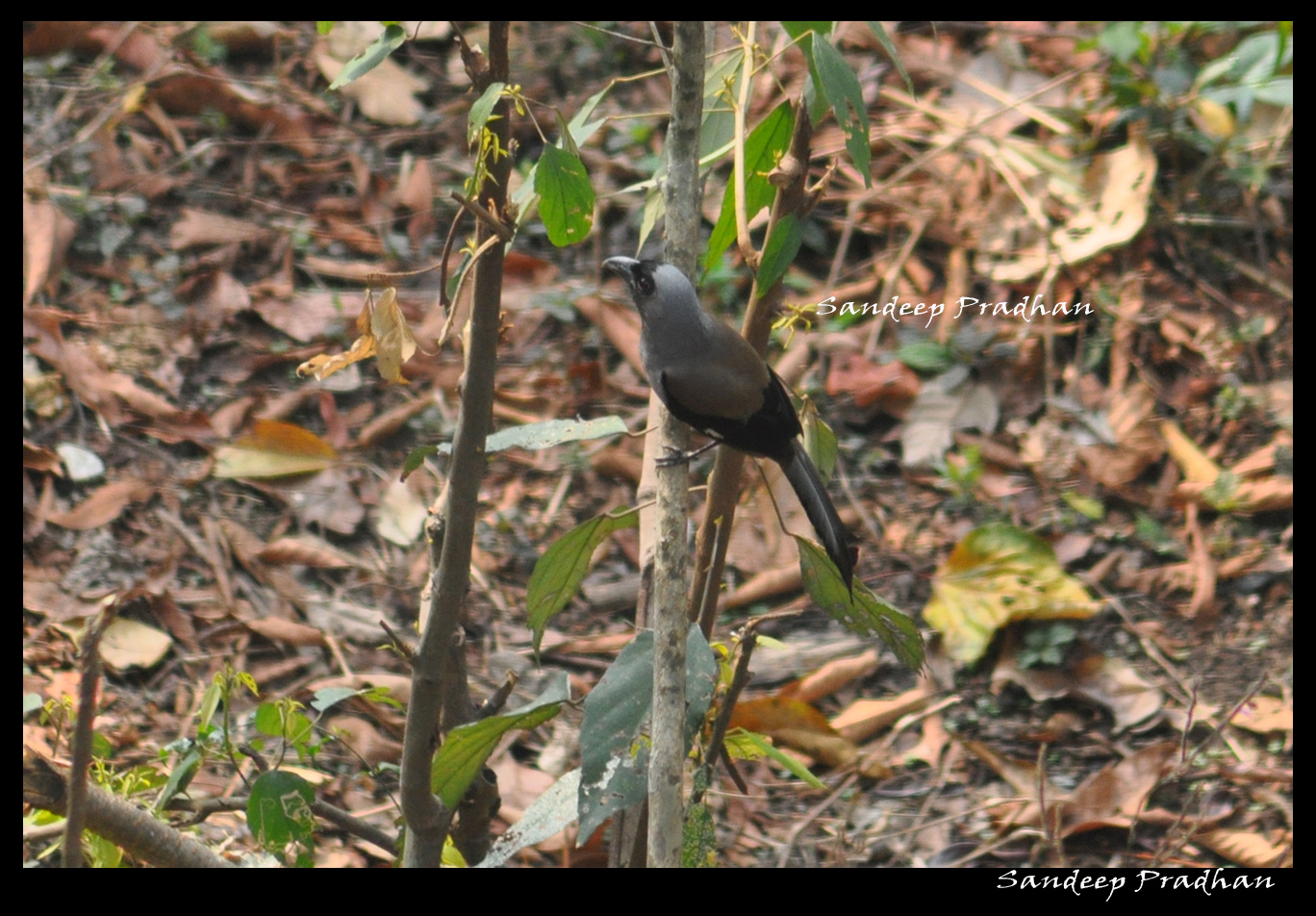 SHARING OPINION: BIRDS OF ARITAR & SIKKIM