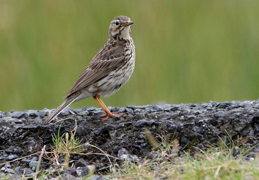 Mandy West Wildlife Photography: Mull Birds