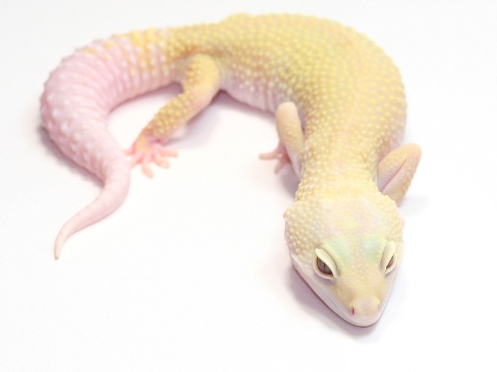 Minority: Jenis-jenis Morph Pada Leopard Gecko
