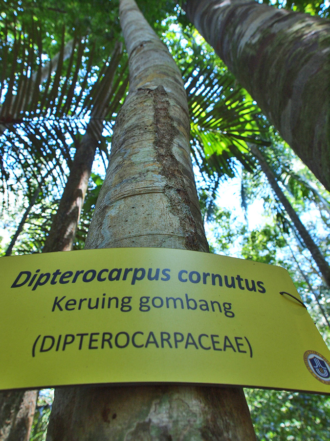 UUM Forest Treasure 1