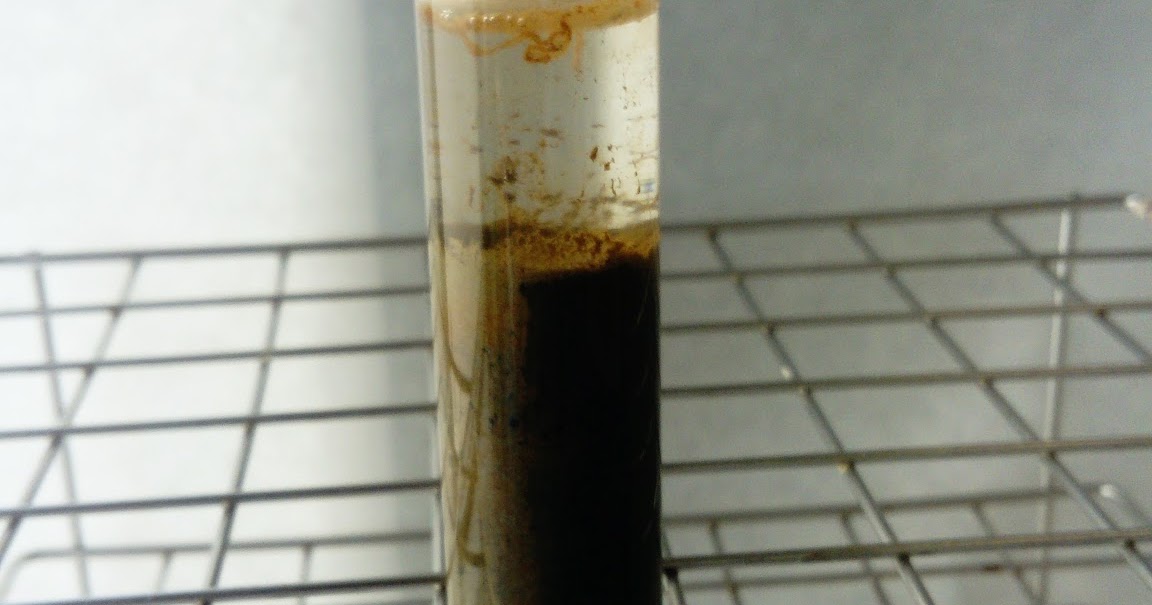 Winoblog: Following weeks of our Winogradsky Column. Group A5