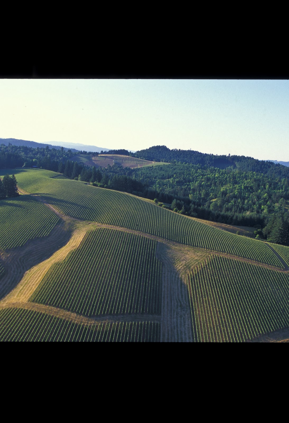 Domaine Donovino: Pinot Camp (Willamette Valley, Oregon) 2002.