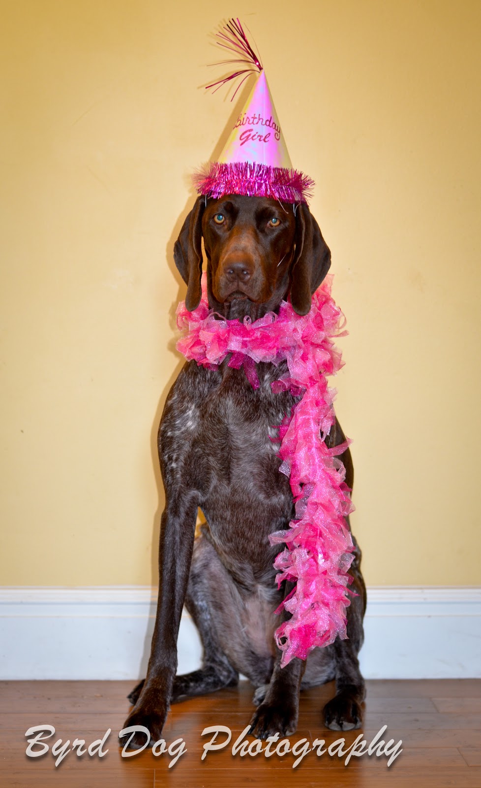 Adventures of a GSP Hunting Dog: Baby Luna Turns One!