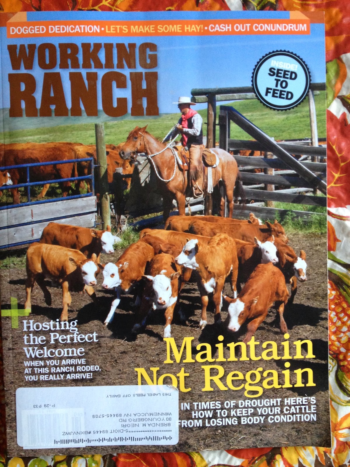 LIVESTOCK GUARDIAN DOG BLOG: LGDs Guarding Cattle: Dogged Dedication ...