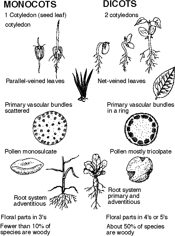 PhillipsBiology: Monocots and dicots