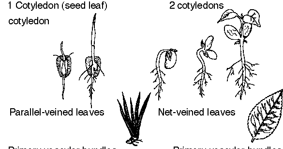 PhillipsBiology: Monocots and dicots