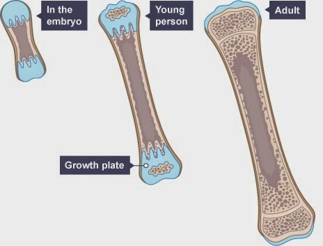 The Body Blog: Birthdays and Bones