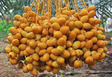 DIÁRIO COM A NATUREZA: 04 DE NOVEMBRO - TAMARA - TAMAREIRA - FLOR - FRUTA