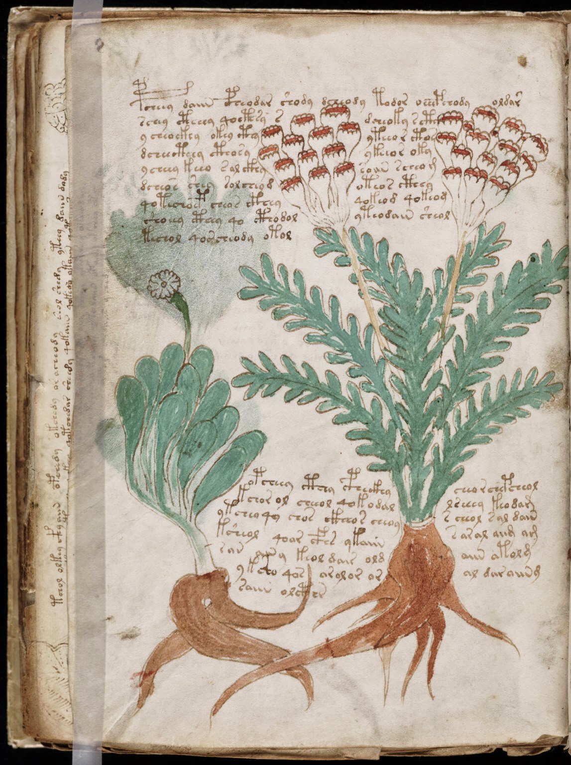 books...: Voynich manuscript - the mistery