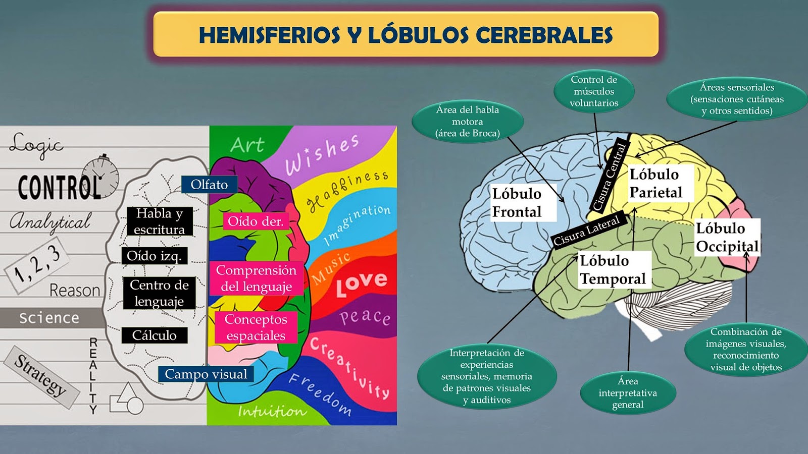 Fisiología Básica - Gabriel Olmeda: Hemisferios Cerebrales