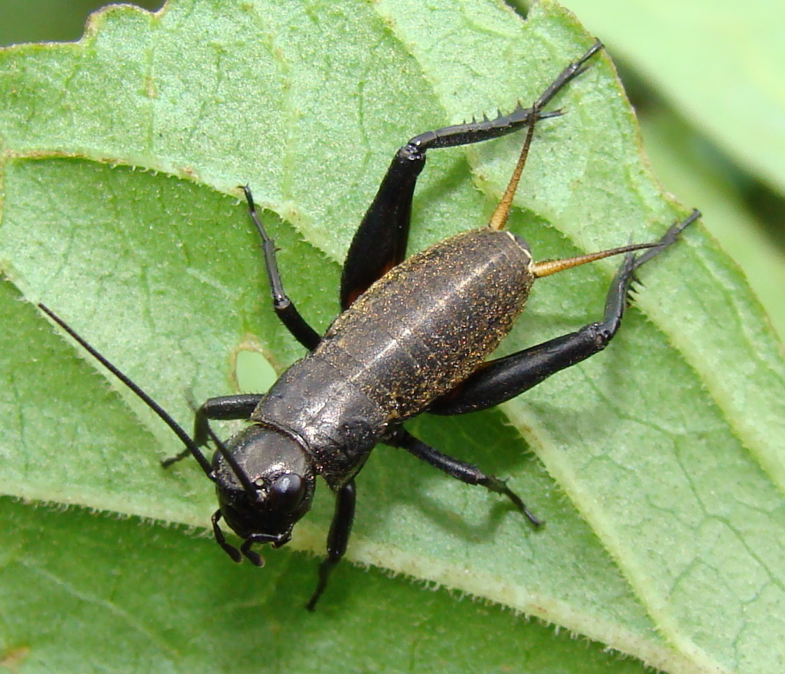 Natureza-em-movimento: 10/01/2015 - 11/01/2015