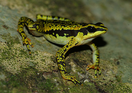 REVISTA ECOSOCIALISTA : SAPITO RAYADO (ATELOPUS A.CRUCIGER)