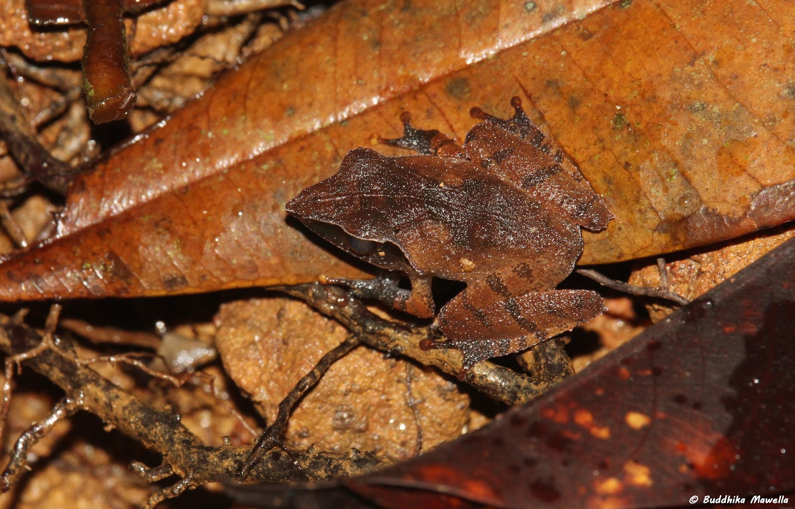 Lanka Nature Summary: Sharp-snouted shrub frog (Pseudophilautus cuspis)