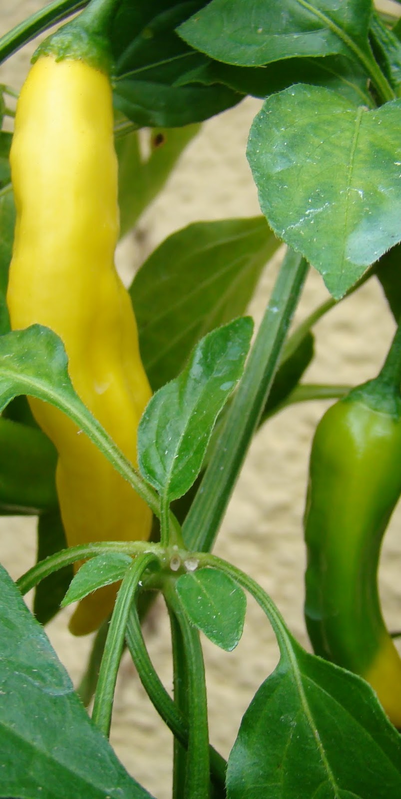 CHILISORTER FOR ALLE SMAGSLØG – HAVEFOLKET